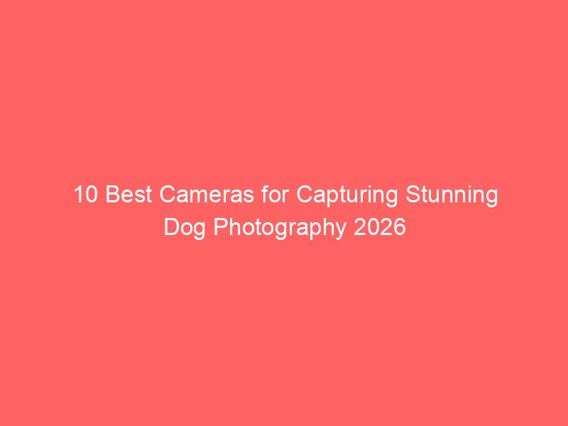 10 Best Cameras for Capturing Stunning Dog Photography 2026